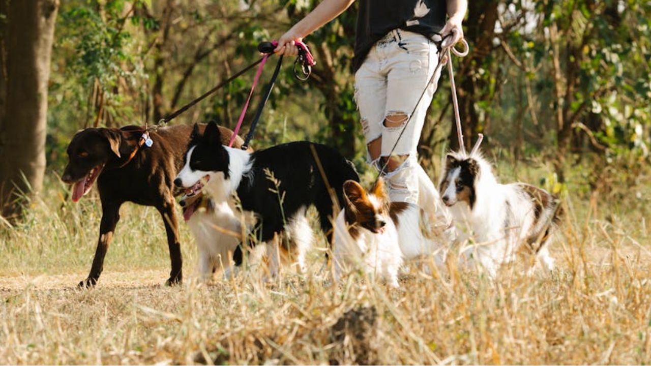 Animal Shelter Statistics & Facts To Know In 2024