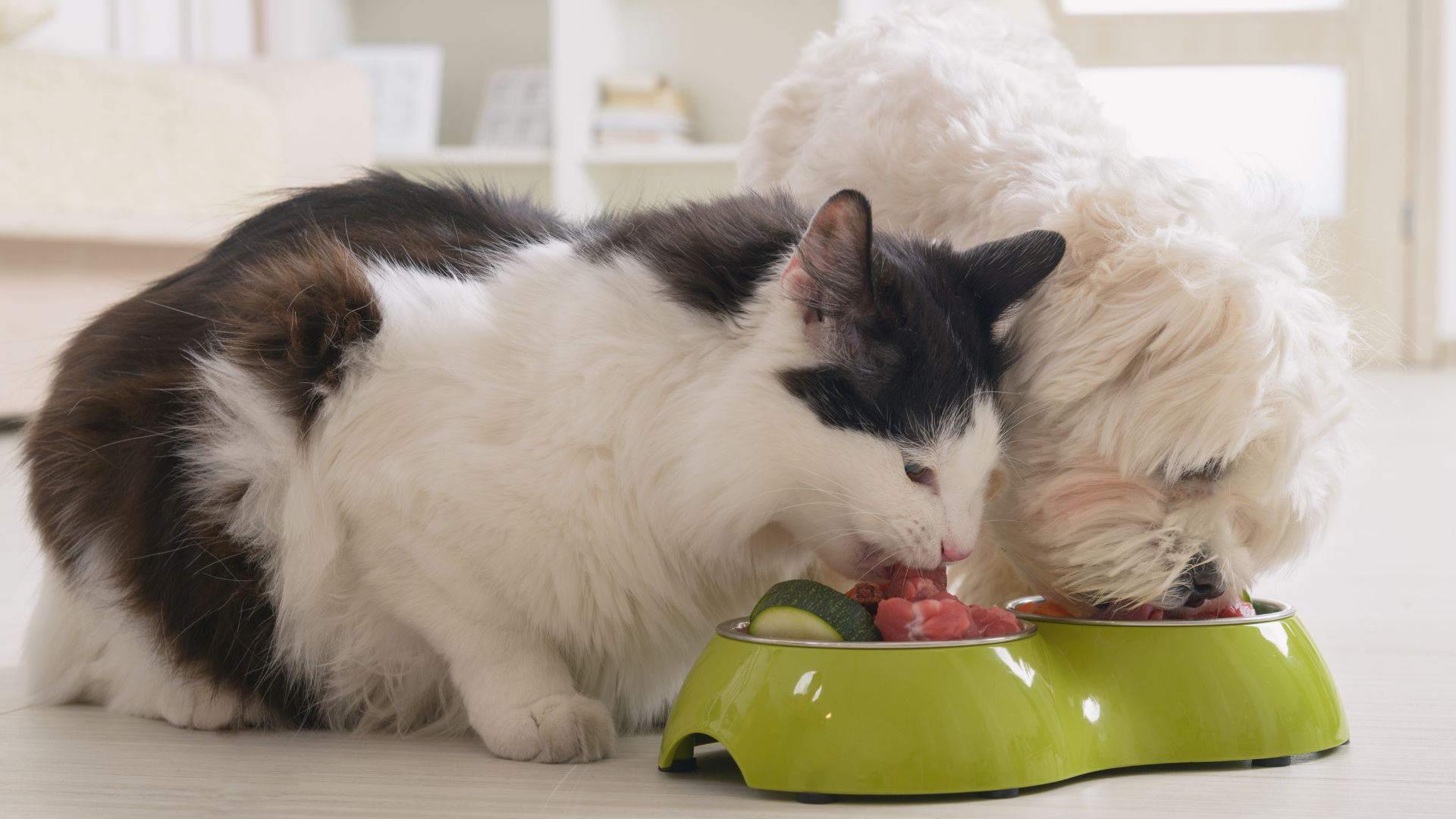 Pet Industry Statistics In 2024 - Growth, Trends, & Impact