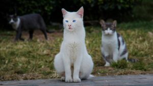 How Many Cats Are In The World? Global Cat Population 2024 - Tededer.com