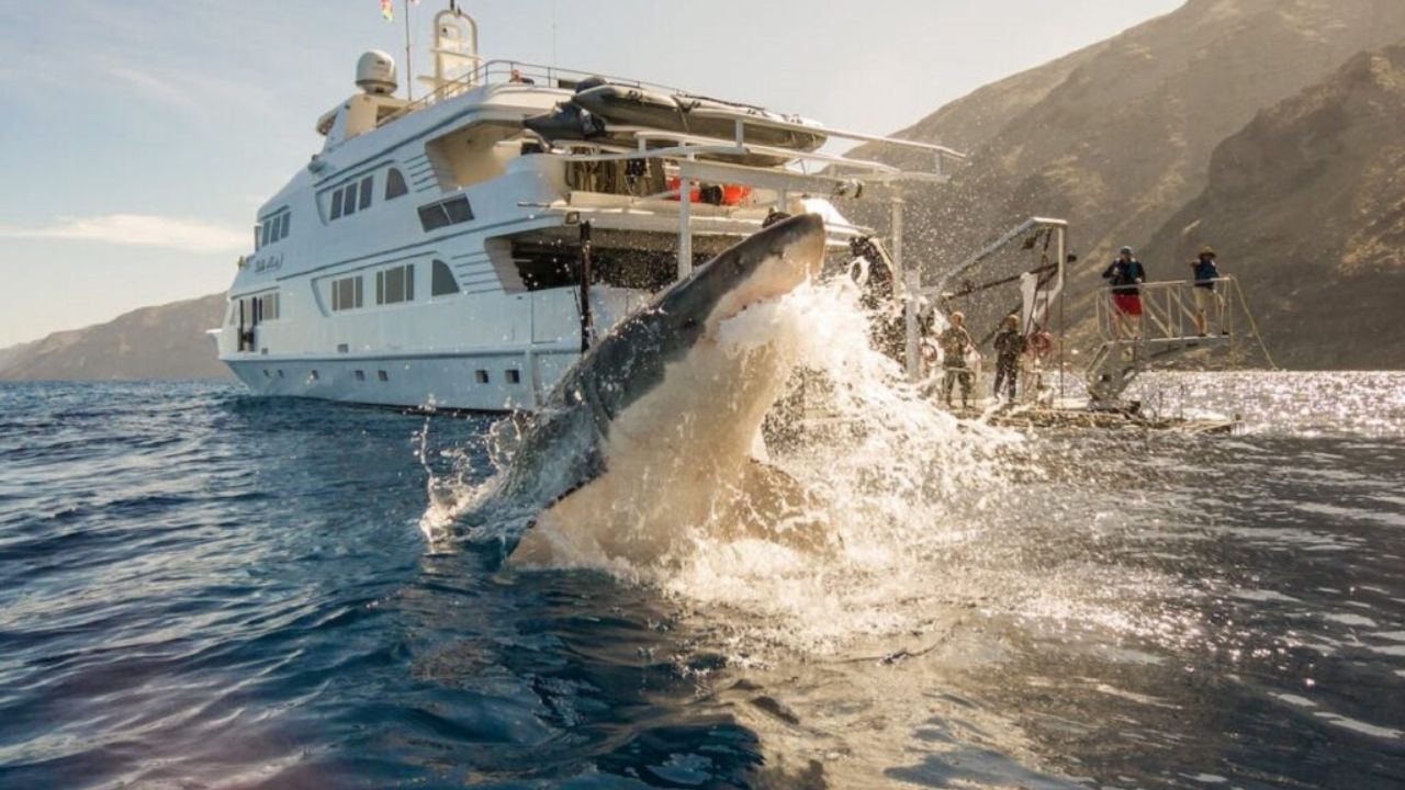 Shark Attack Statistics & Trends In 2025