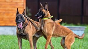 Belgian Malinois Dog Breed Infomation & Interesting Facts!!