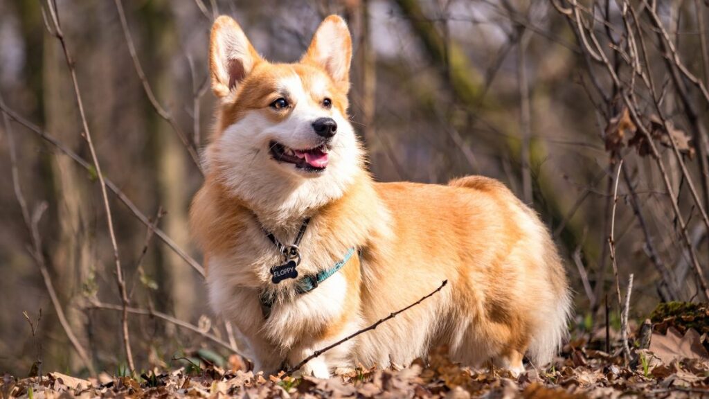 7 Most Popular Dog Breeds With Millennials - Inhenocha.com