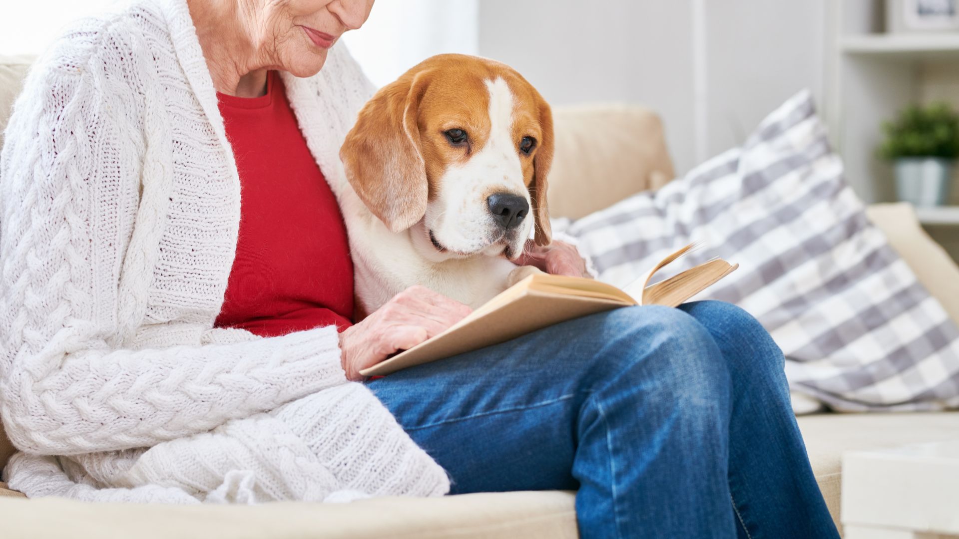 10 Dog Breeds For Seniors In Their 50s - Tededer.com