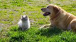 UK Pet Ownership Statistics In 2026