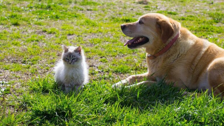 UK Pet Ownership Statistics In 2026