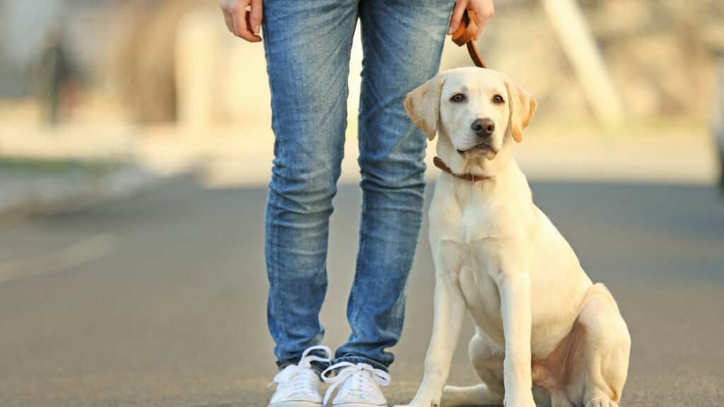 7 Most Popular Dog Breeds With Millennials - Tededer.com