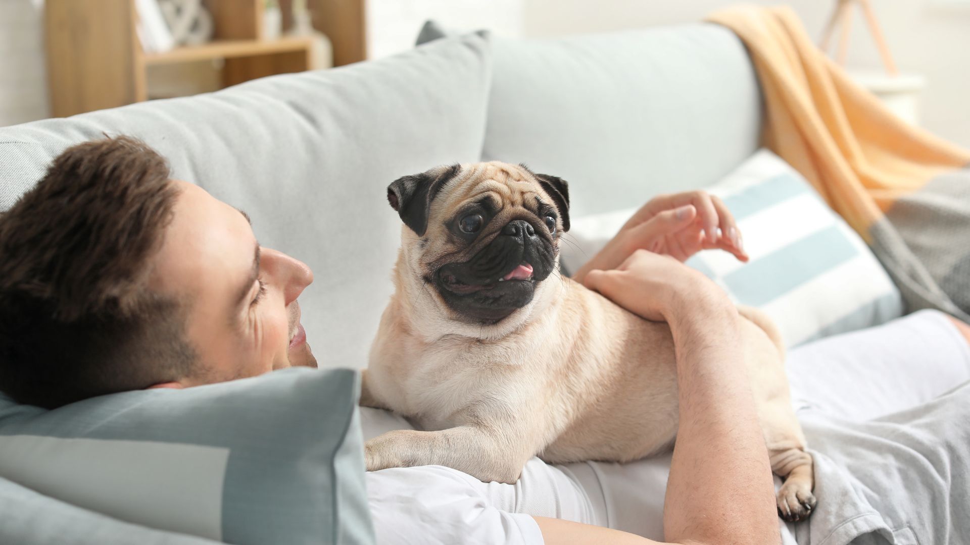 7 Most Popular Dog Breeds With Millennials - Avesei.com