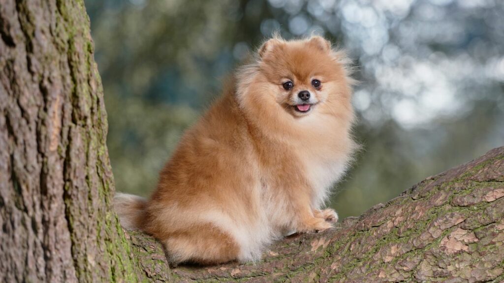 9 Irresistibly Lovable Dog Breeds You'll Adore - Ethawi.com