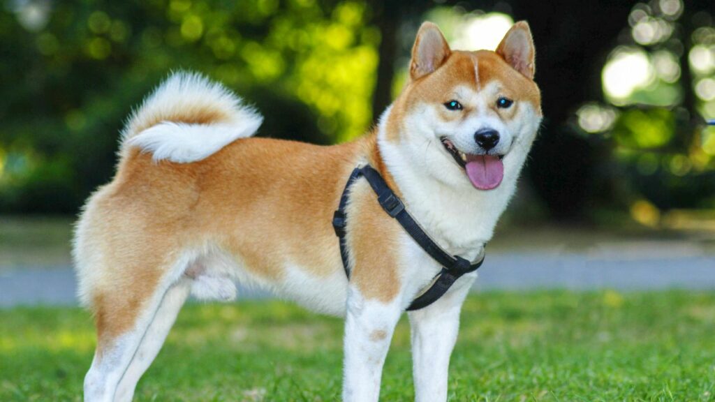 9 Longest Living Dog Breeds In The World - Avesei.com