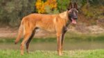 Belgian Malinois Dog Breed Infomation & Interesting Facts!!