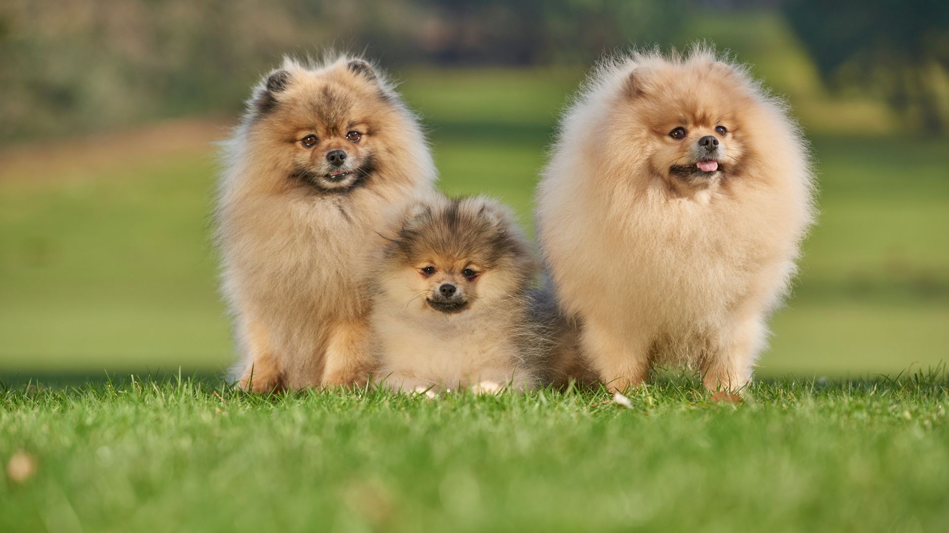 7 Smallest Dog Breeds That Are Perfect For Any Home - Tededer.com