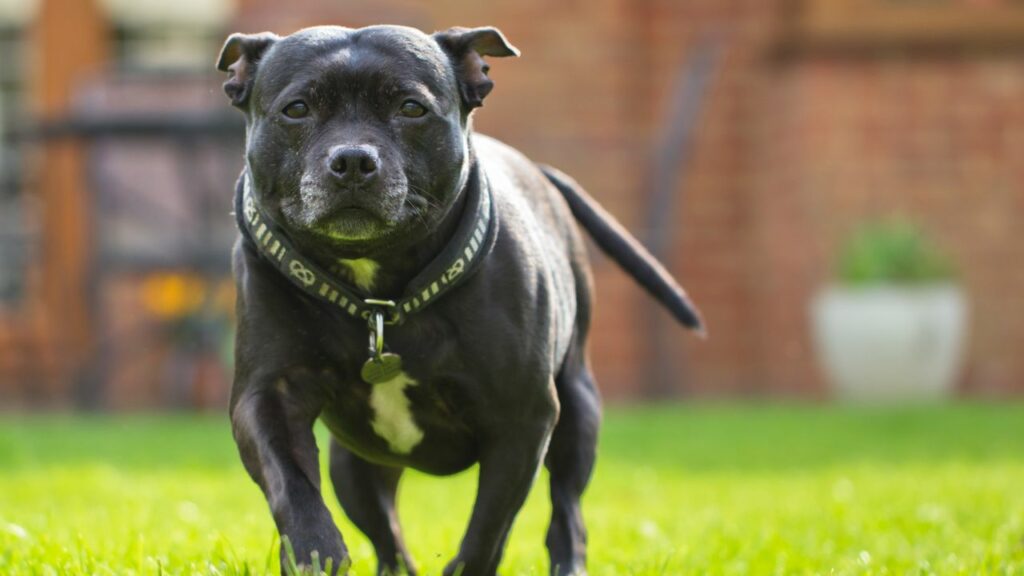 10 Most Popular Terrier Dog Breeds You’ll Fall In Love With - Tededer.com