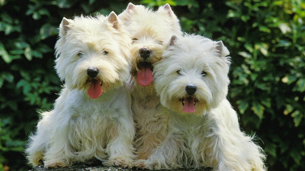 10 Dog Breeds For Seniors In Their 50s - Tededer.com