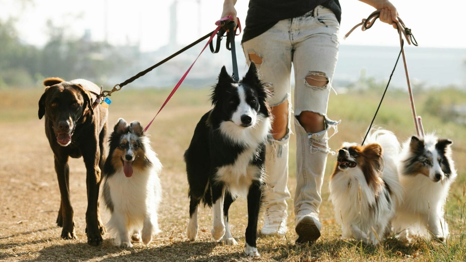 Pet Industry Statistics In 2026
