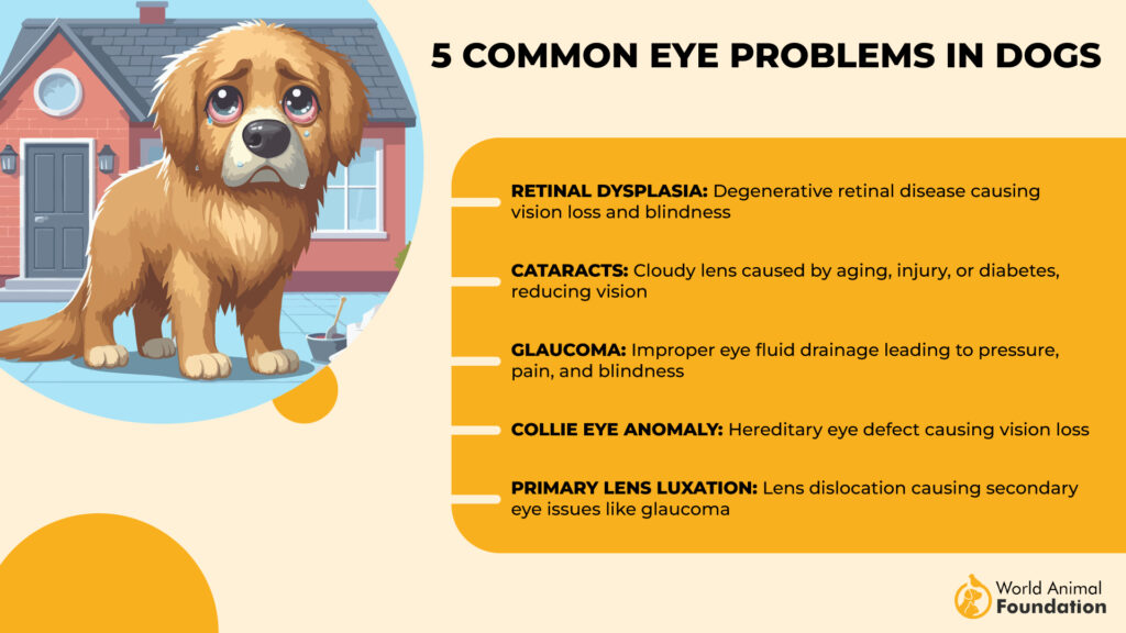 10 Dog Breeds Most Prone To Eye Problems - Avesei.com