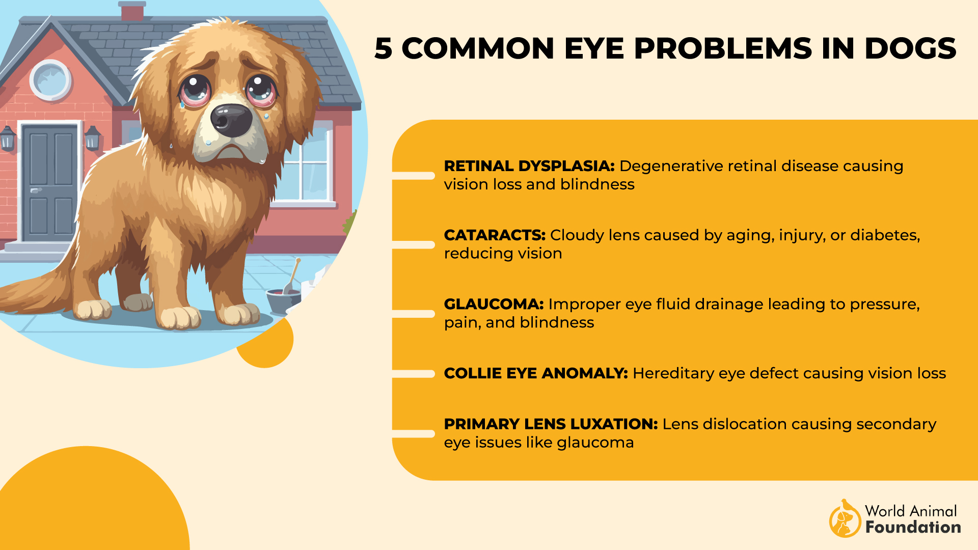10 Dog Breeds Most Prone To Eye Problems - Inhenocha.com