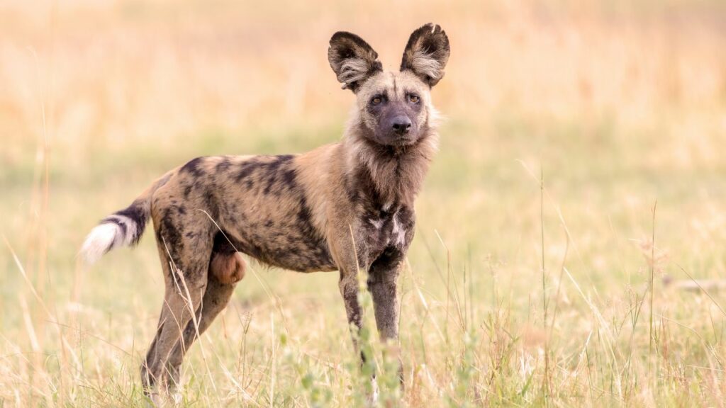 9 Most Endangered Dog Breeds You’ve Never Heard Of - Tededer.com