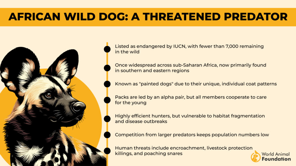 9 Most Endangered Dog Breeds You’ve Never Heard Of - Inhenocha.com