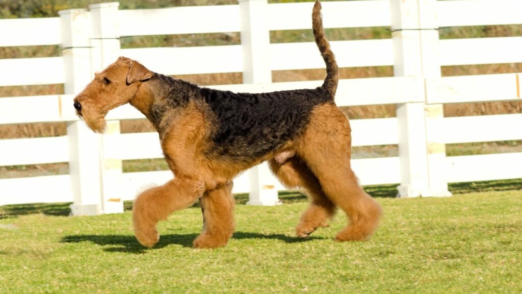 10 Most Popular Terrier Dog Breeds You’ll Fall In Love With - Avesei.com