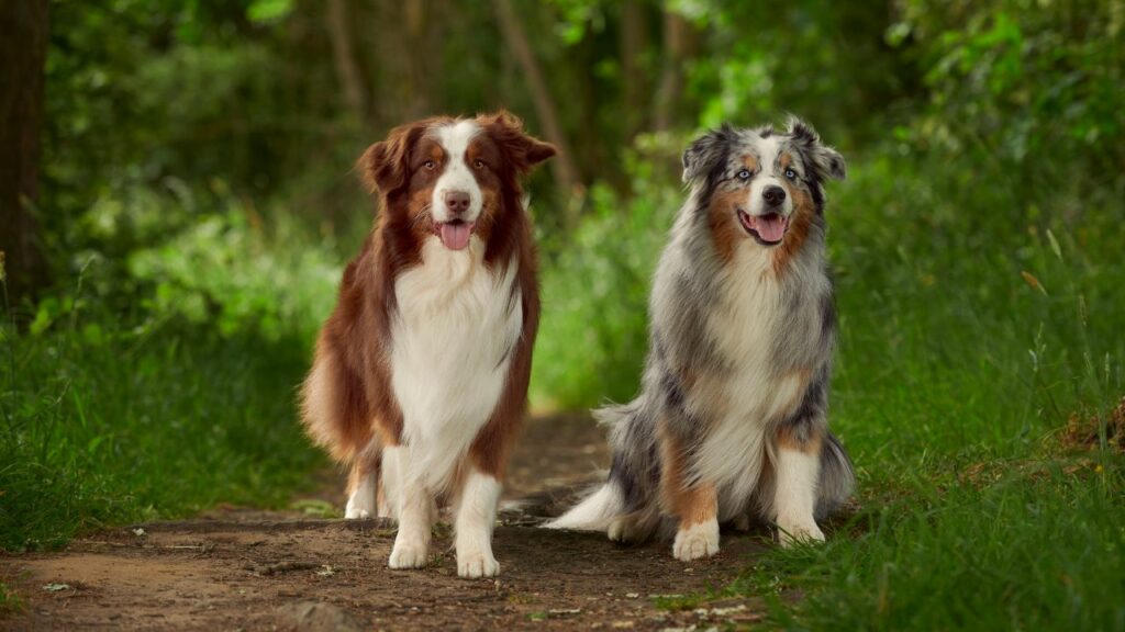 10 Most Anxious Dog Breeds - Tededer.com