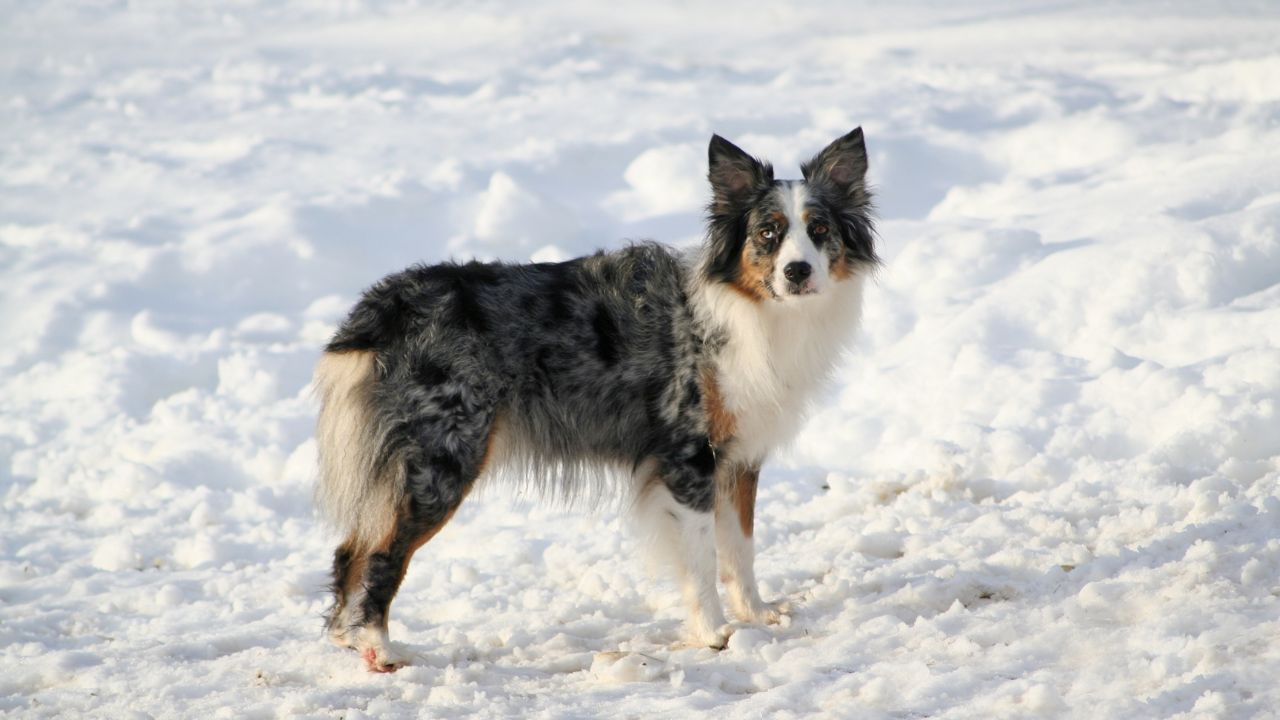 Australian Shepherd Pros And Cons: What To Expect? - Avesei.com