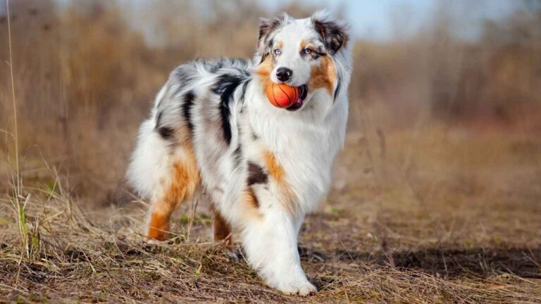 Top 10 Highly Trainable Dog Breeds For First-Time Owners