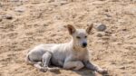 Egyptian Dog Breeds And Their Rich Histories