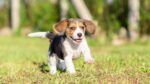 45 Best Small Dog Breeds For Families