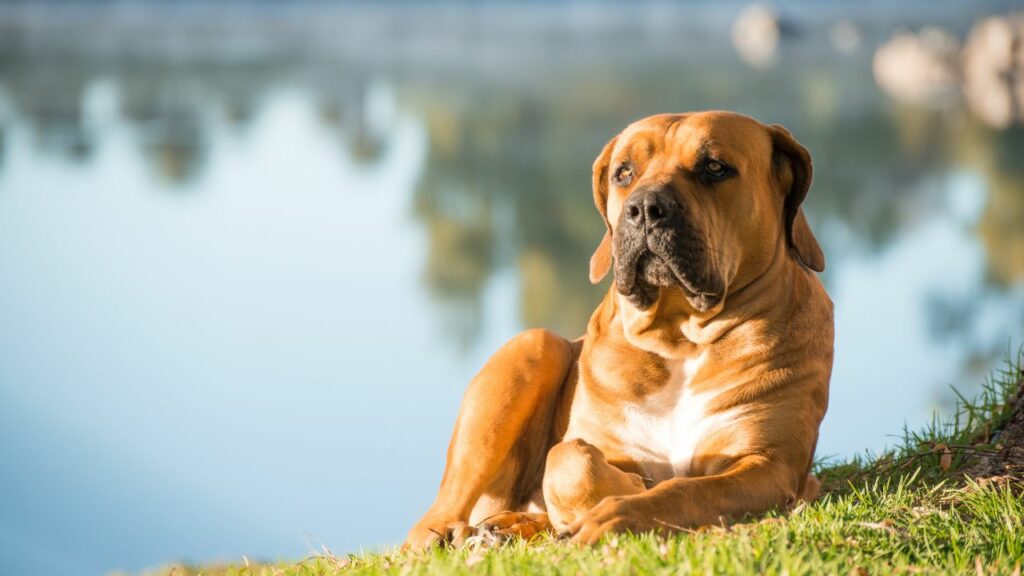 9 Most Relaxed Dog Breeds For Laid-Back Companionship - Inhenocha.com