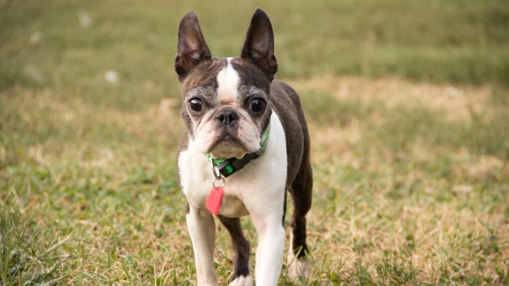 10 Dog Breeds Most Prone To Eye Problems - Tededer.com