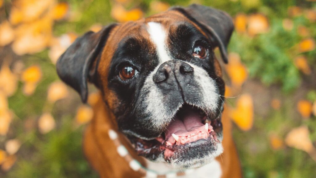 7 Dog Breeds Most Prone To Dental Disease - Inhenocha.com