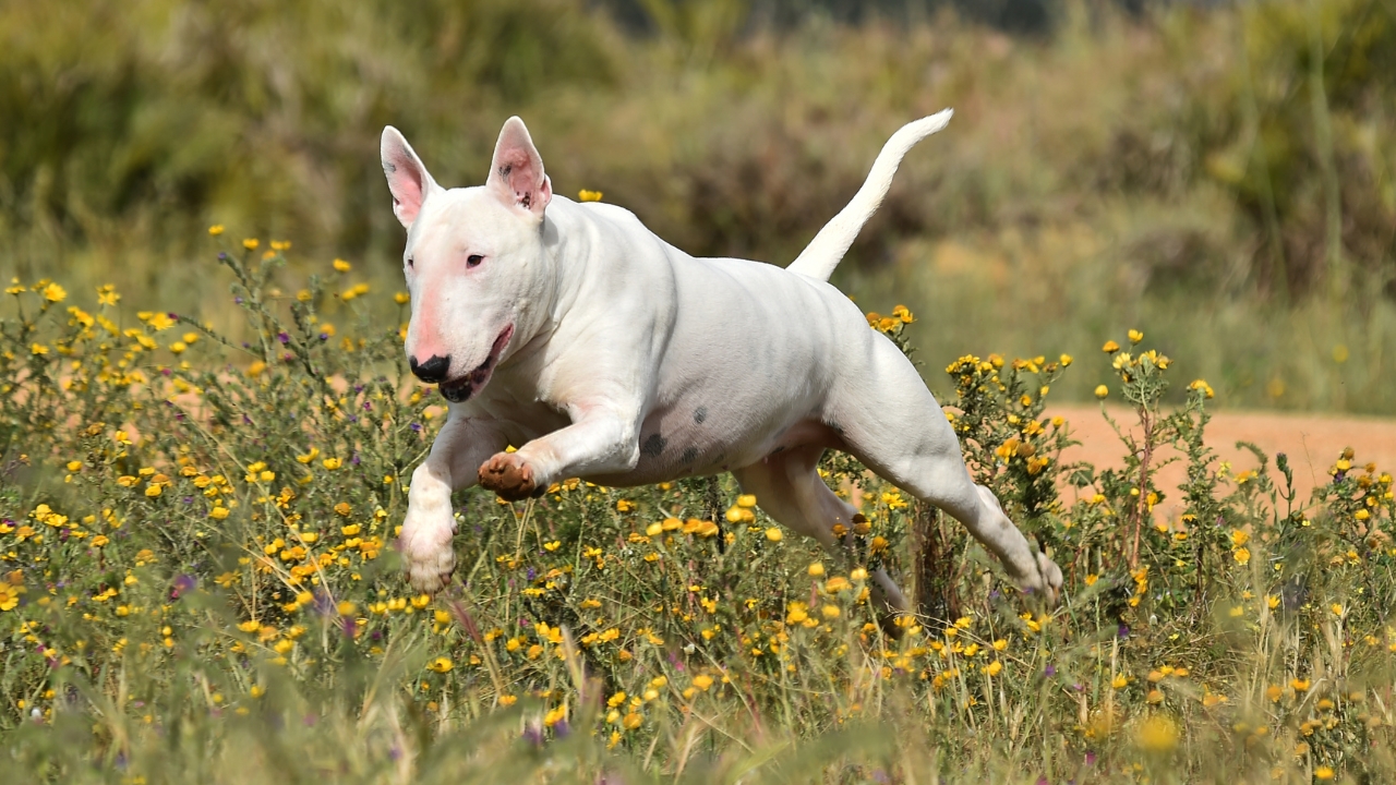 10 Most Popular Terrier Dog Breeds You’ll Fall In Love With - Tededer.com