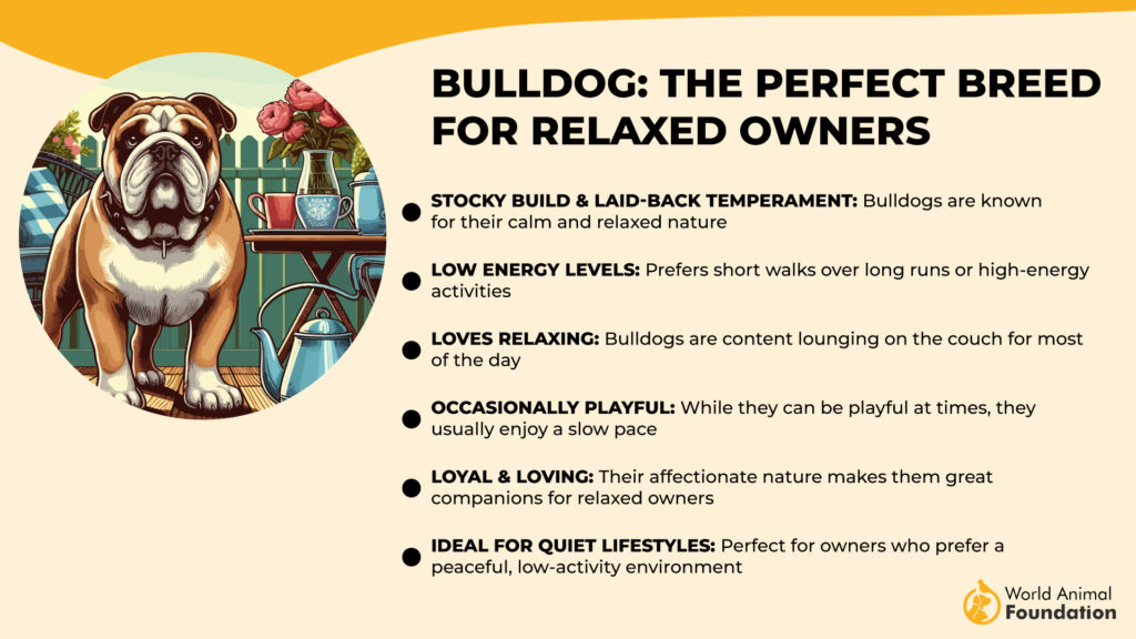 7 Dog Breeds For Relaxed Owners - Ethawi.com