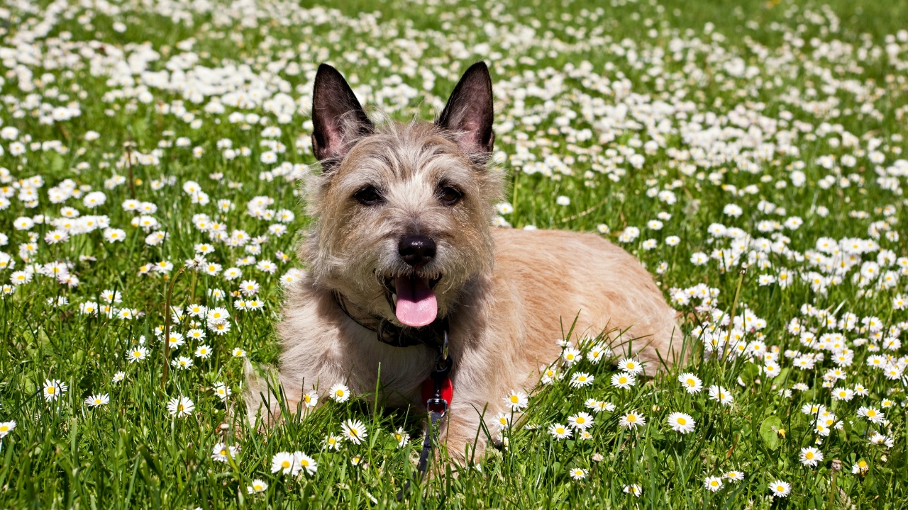 10 Most Popular Terrier Dog Breeds You’ll Fall In Love With - Avesei.com