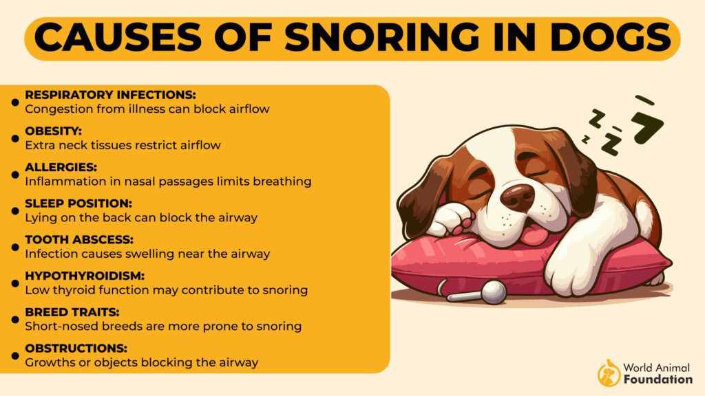 Which Dog Breeds Snore The Most