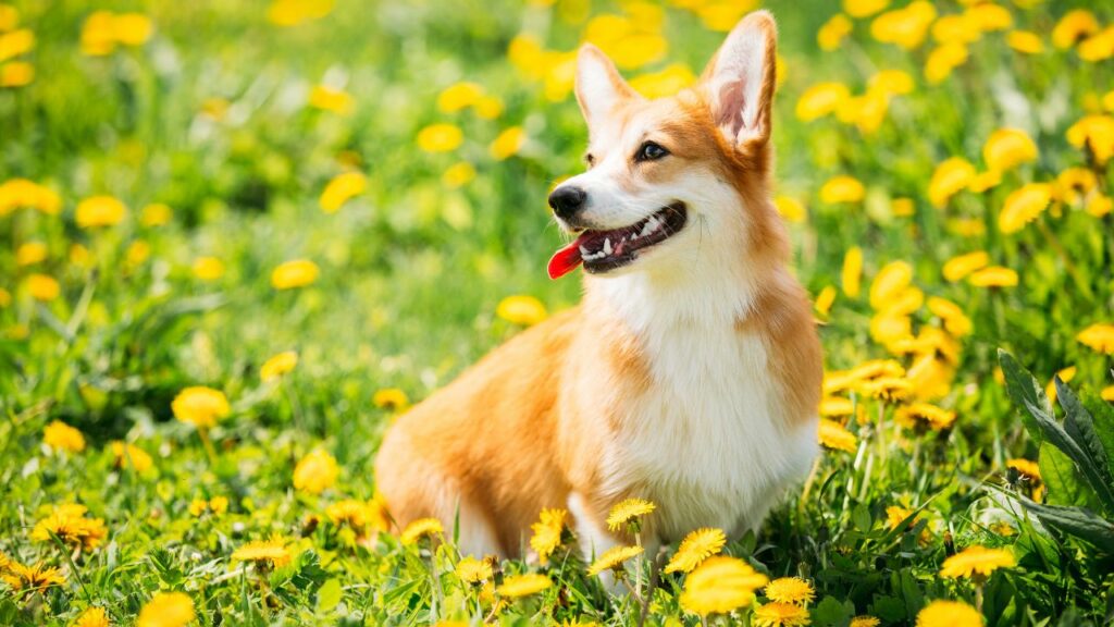 7 Most Sociable Dog Breeds For Families - Tededer.com