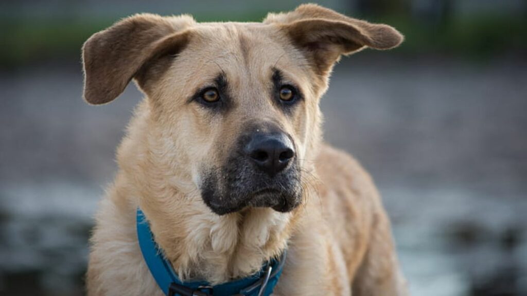 10 Best Working Dog Breeds For Every Job And Lifestyle - Ethawi.com