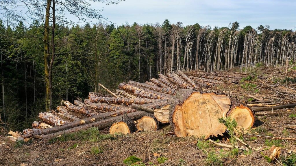 Devastating Deforestation Statistics: Impact Of Forest Loss
