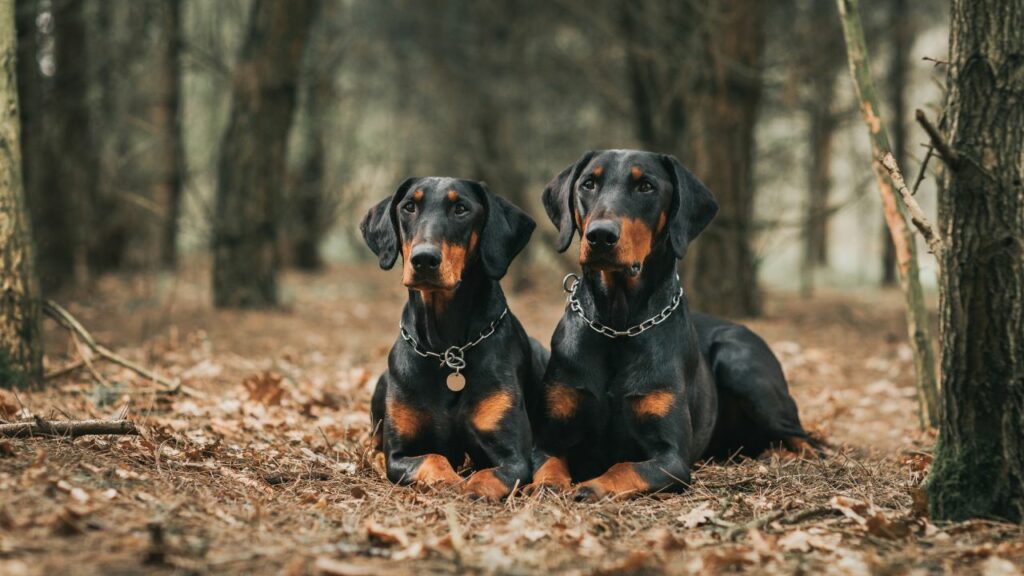 7 Most Clingy Dog Breeds That Will Always Stay By Your Side - Inhenocha.com