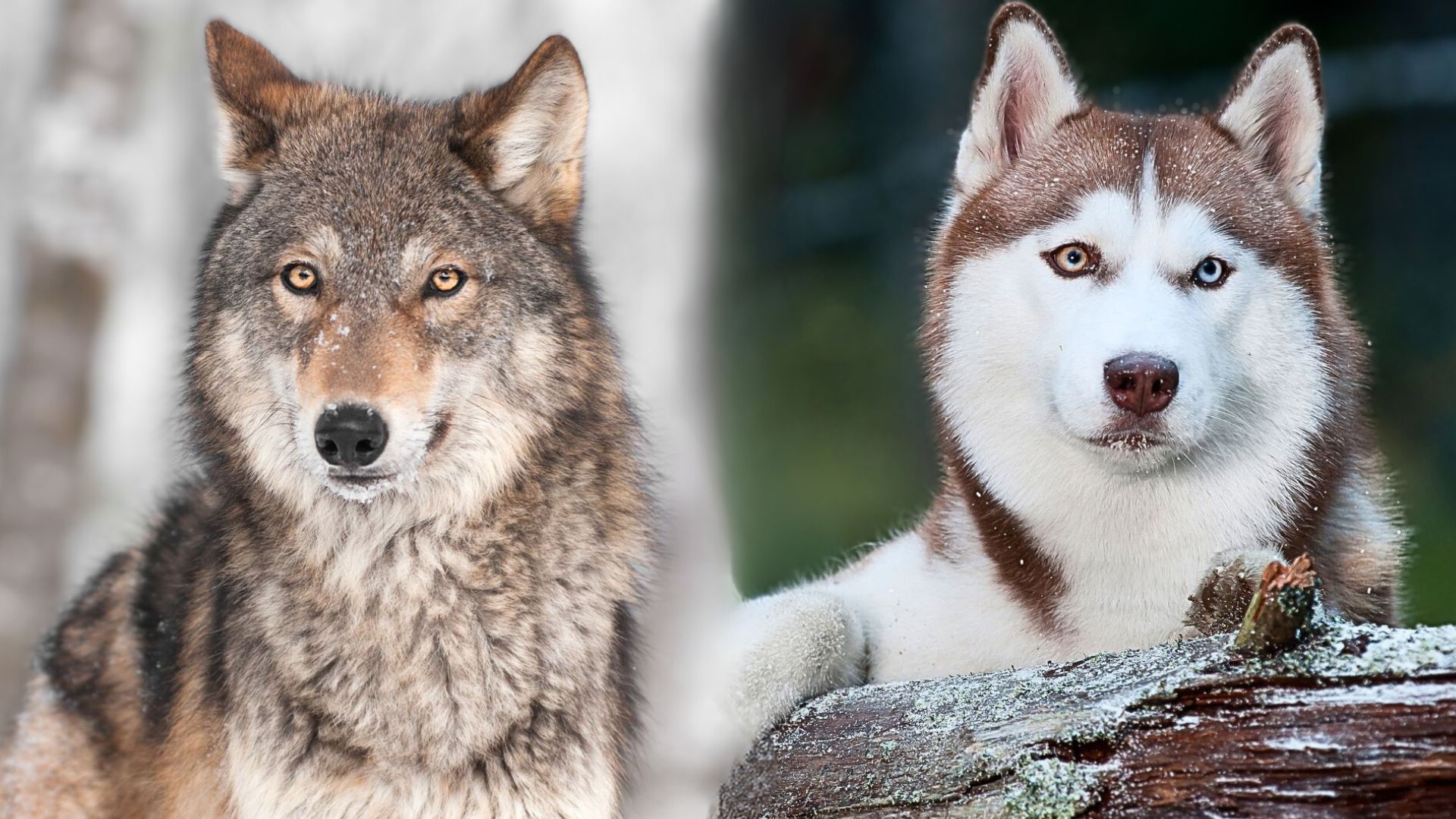 9 Dog Breeds Closely Related To Wolves - Avesei.com