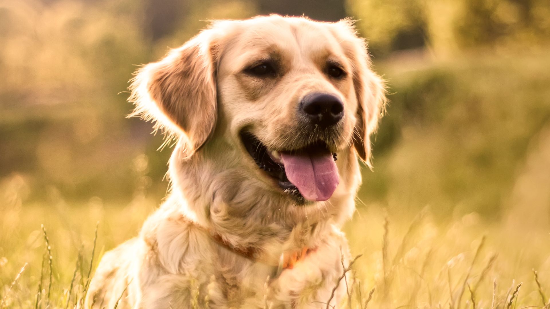 9 Dog Breeds With The Biggest Hearts - Avesei.com