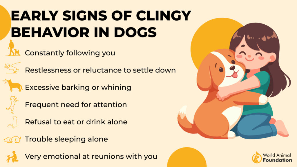 7 Most Clingy Dog Breeds That Will Always Stay By Your Side - Cerfiem.com