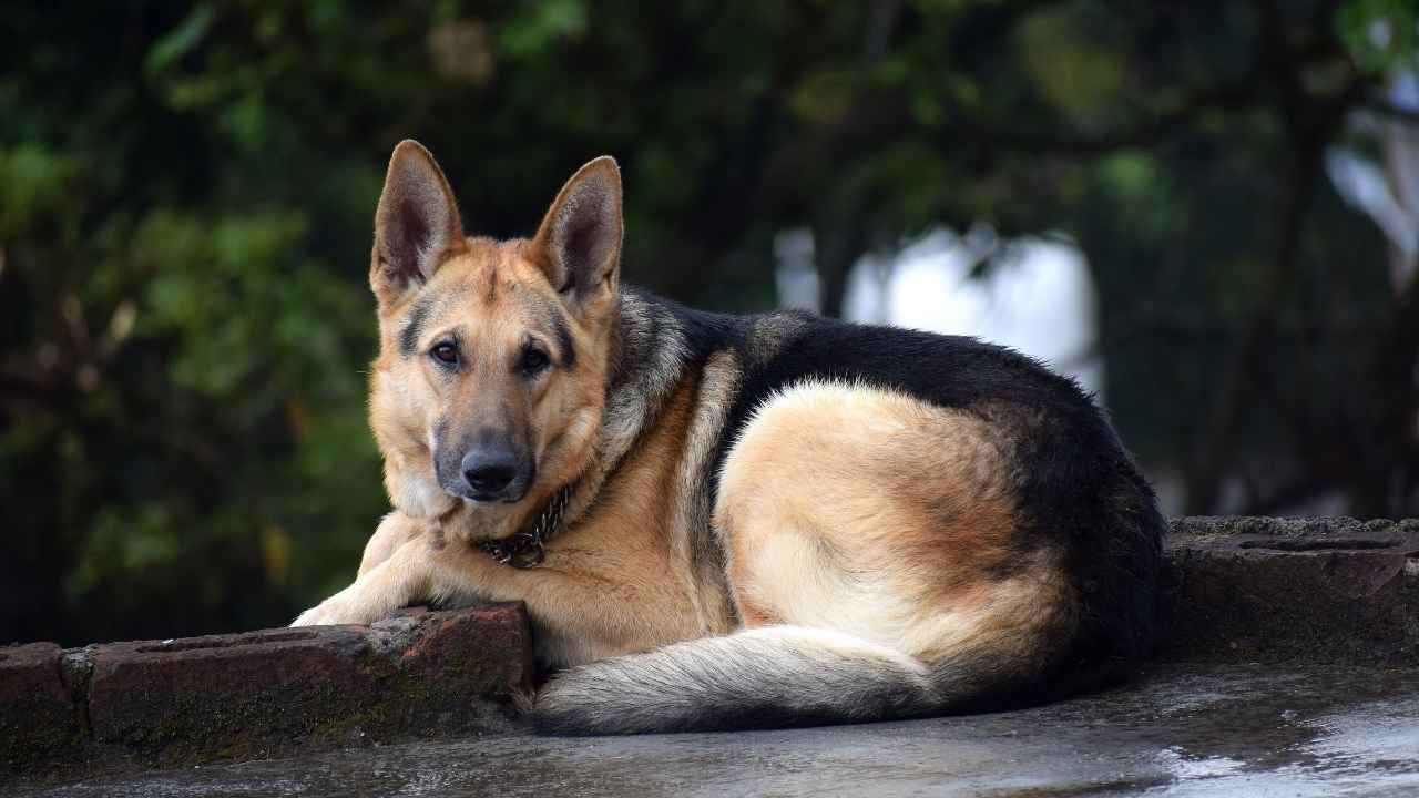 7 Types Of German Shepherds You Should Know About - Ethawi.com