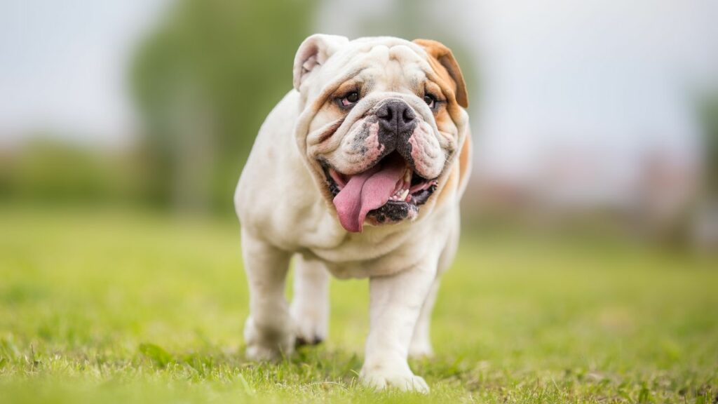9 Most Relaxed Dog Breeds For Laid-Back Companionship - Inhenocha.com