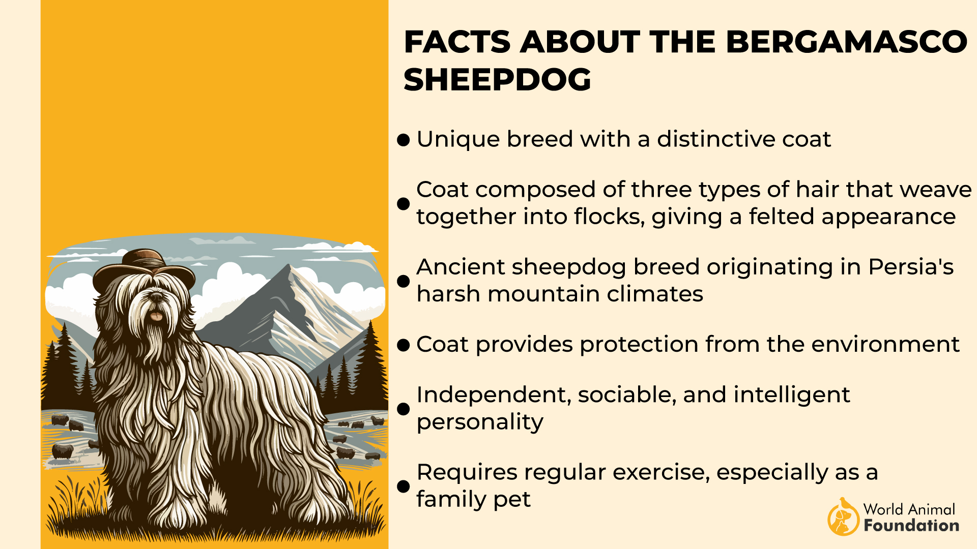 9 Most Rarest Dog Breeds In The World You Might Not Know About - Avesei.com