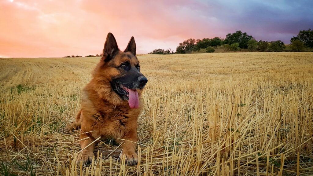 7 Best Herding Dog Breeds - Avesei.com