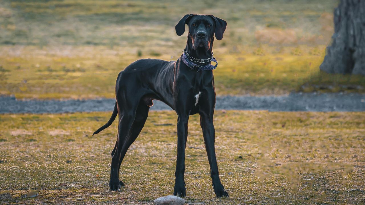 7 Majestic Giant Dog Breeds With Lifespans That Defy Expectations