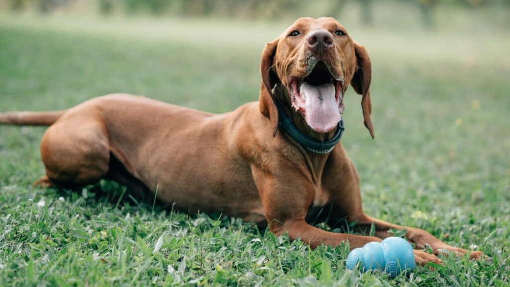 7 Most Clingy Dog Breeds That Will Always Stay By Your Side - Cerfiem.com
