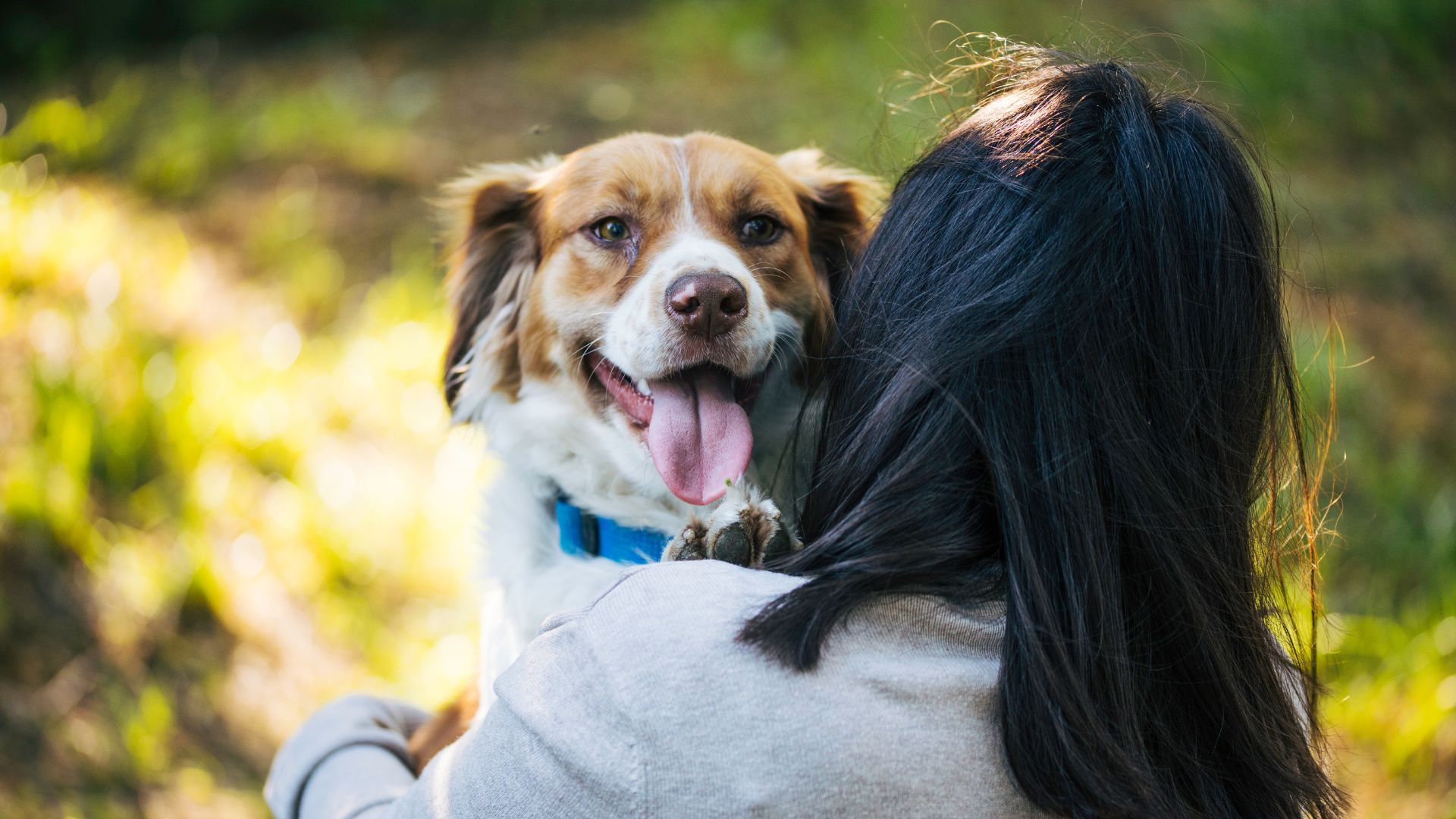 7 Best Small Watchdog Breeds For Effective Home Protection - Ethawi.com