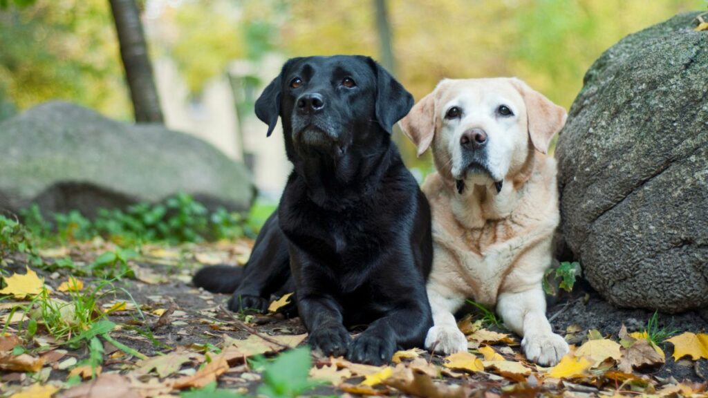 7 Most Popular Retriever Dog Breeds In 2024 - Avesei.com